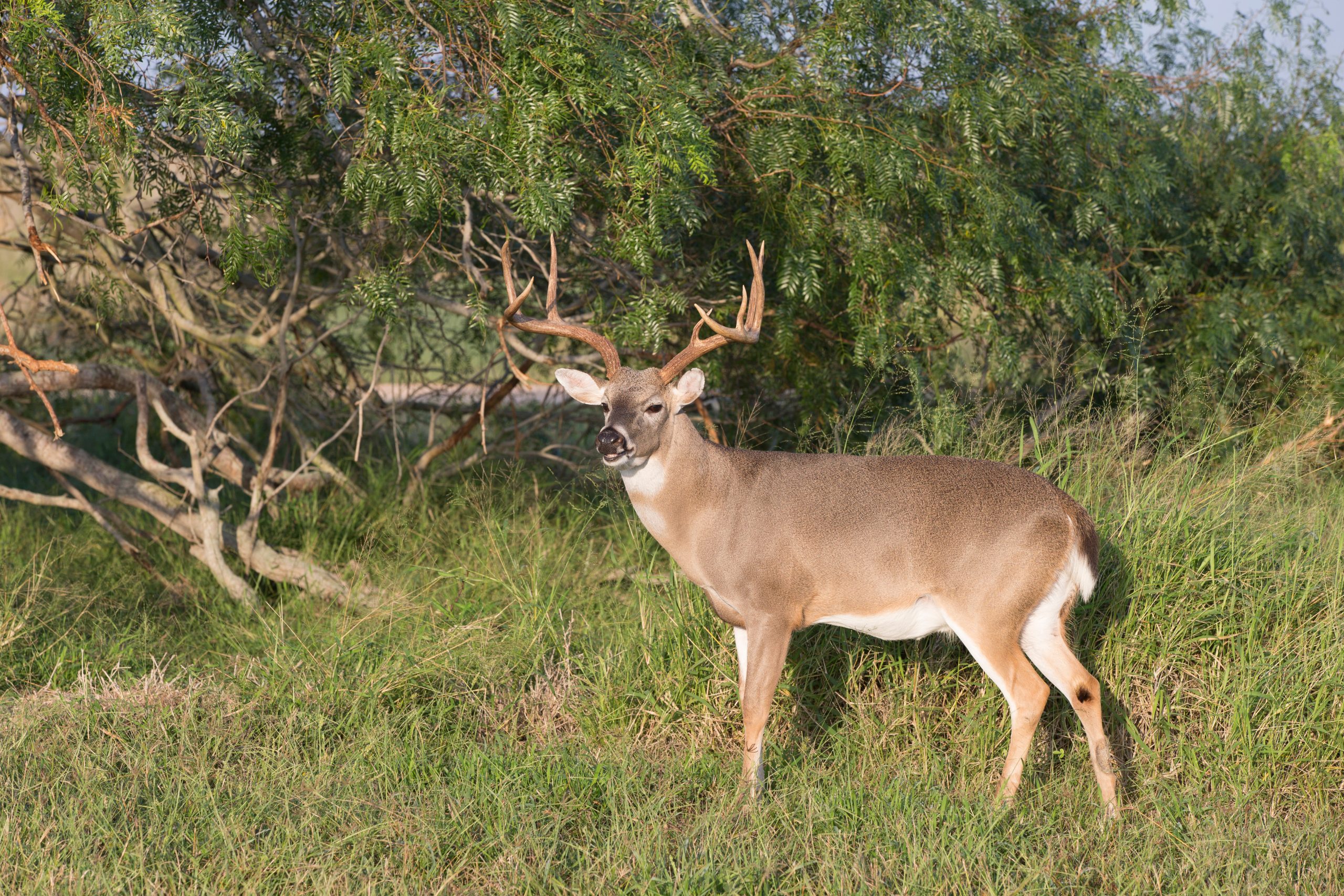 Home | Great Days Outdoors