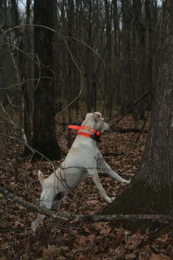 Good Squirrel Dogs: A Joy to Hunt With