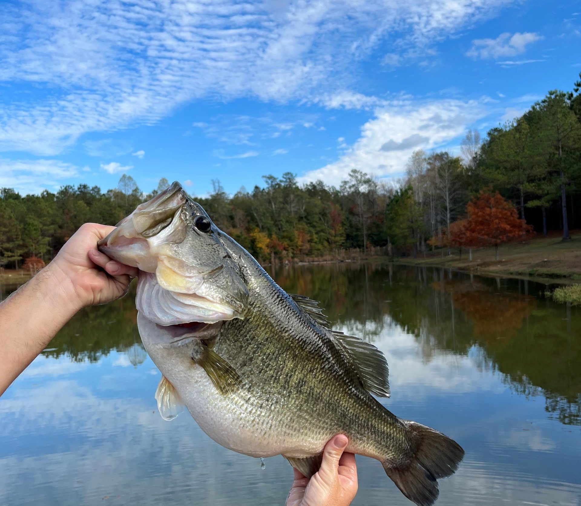 Choosing The Right Pond Fish Food