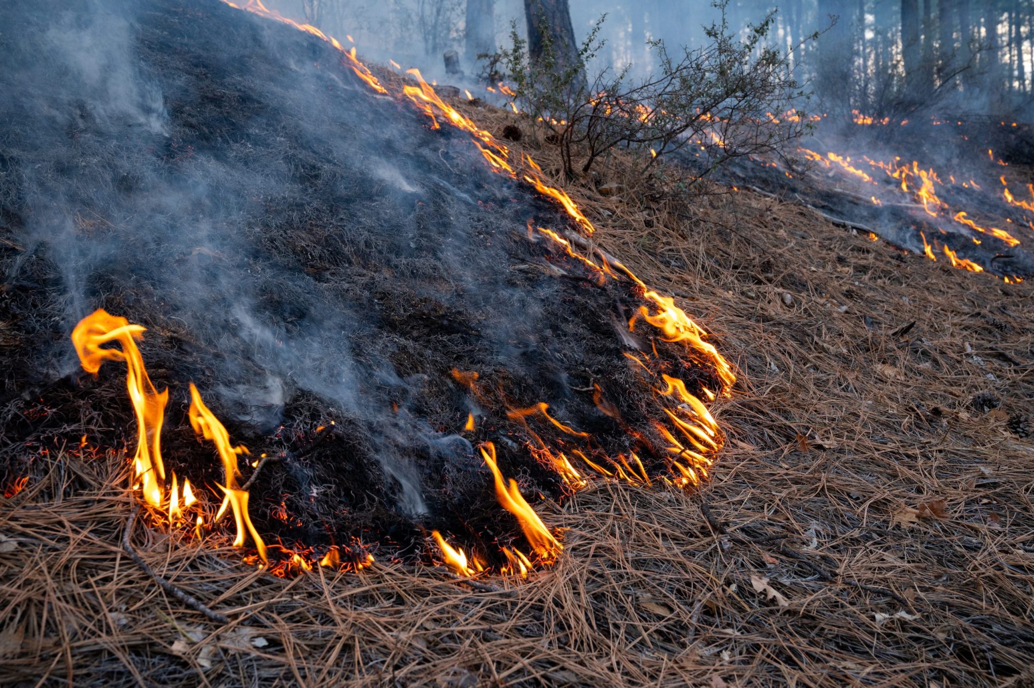 A Beginner's Guide To A Controlled Burn