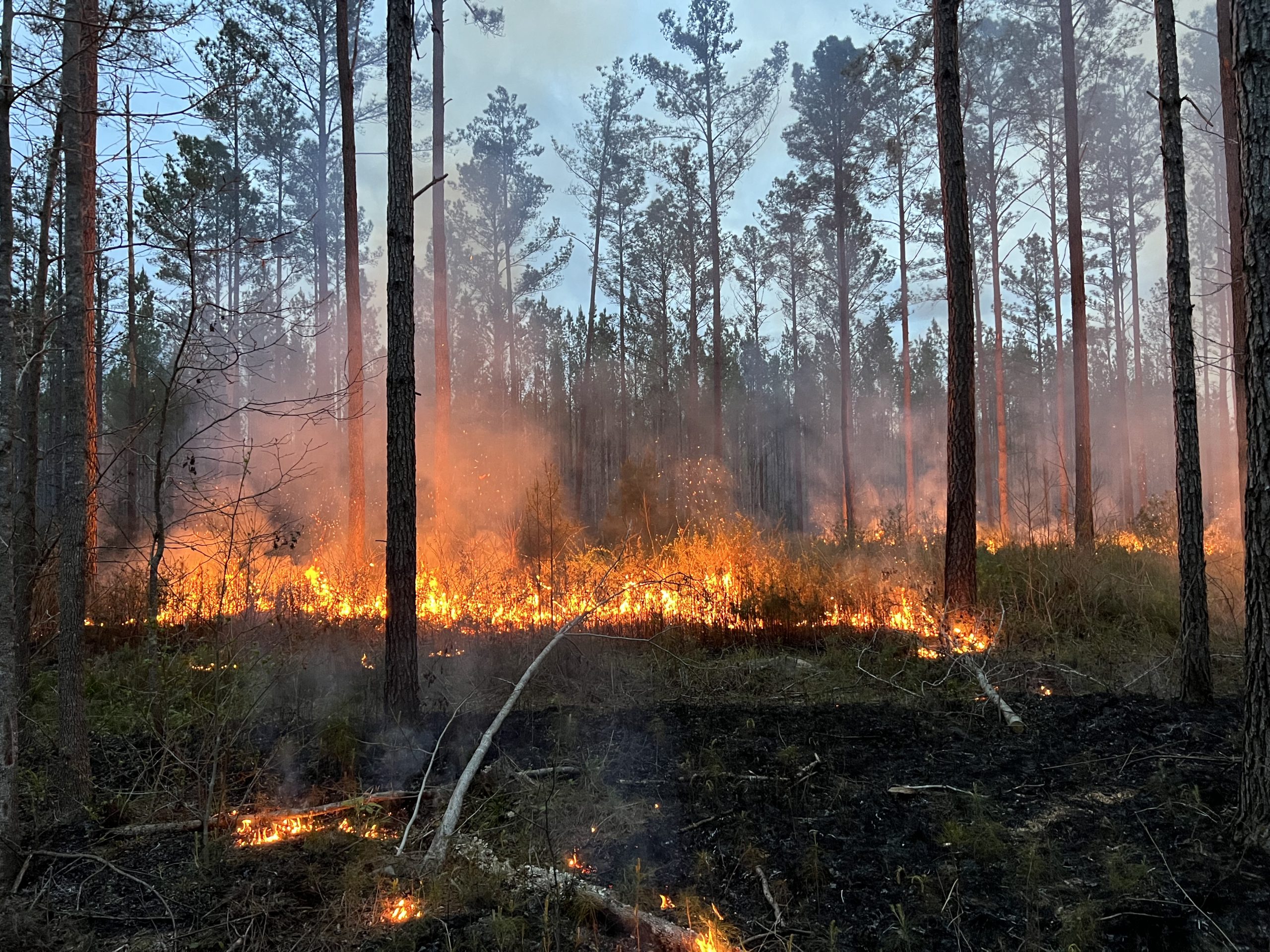 A Beginner's Guide To A Controlled Burn