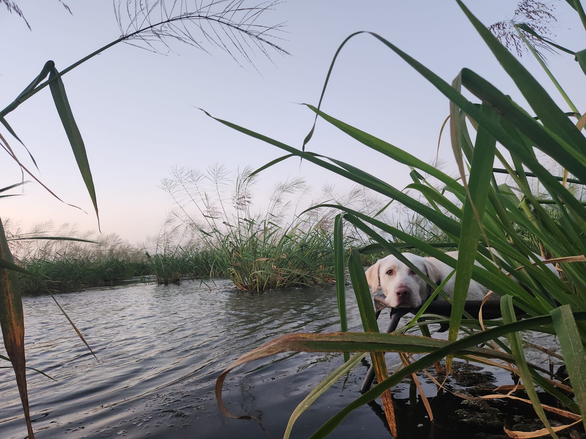 Dog Platforms For Duck Hunting: Troubleshooting Before You Buy