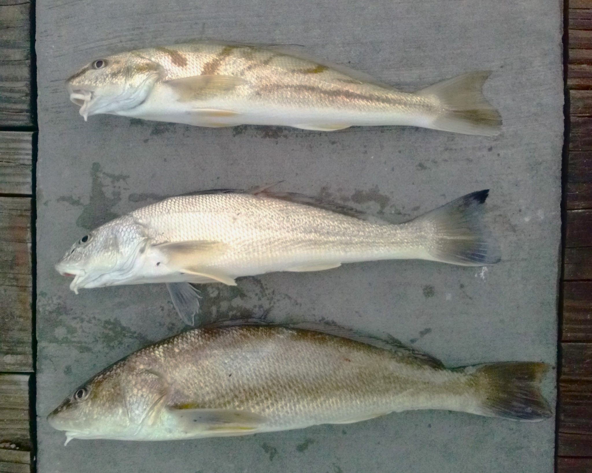 Gulf Kingfish (AKA Whiting) Fishing - The Expert’s Guide