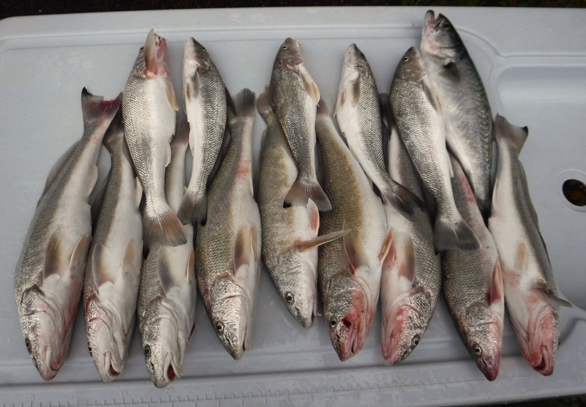 Gulf Kingfish (AKA Whiting) Fishing - The Expert’s Guide