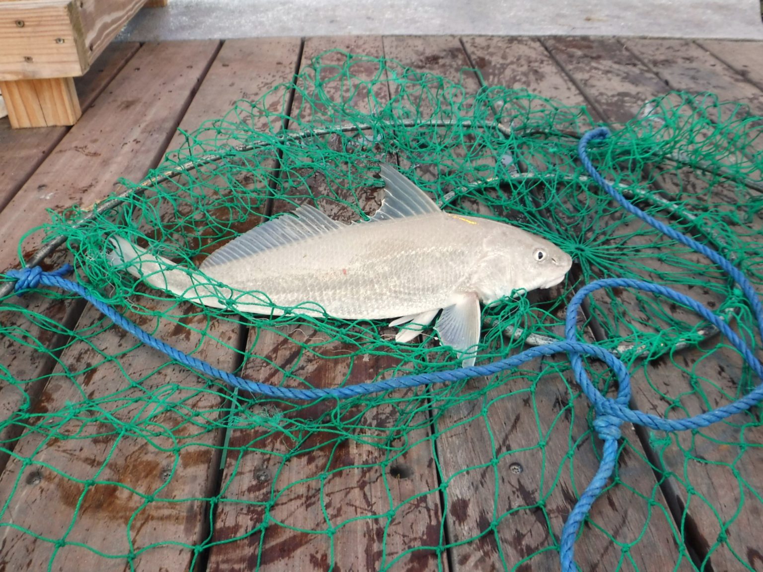 Gulf Kingfish Fishing: How To Catch Whiting From The Surf