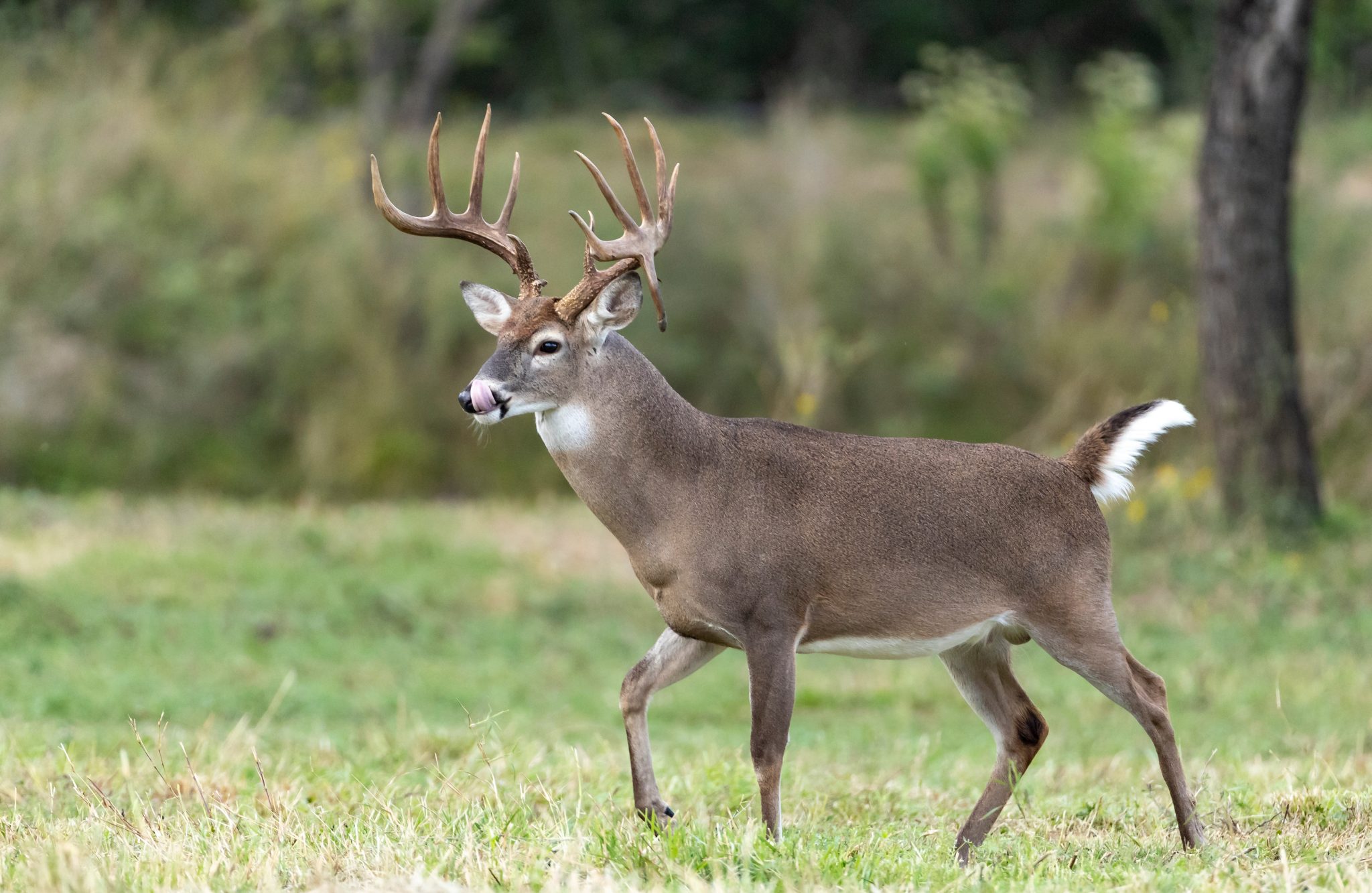 Deer Feed Guide: Boost Herd Health & Antler Growth Year-Round