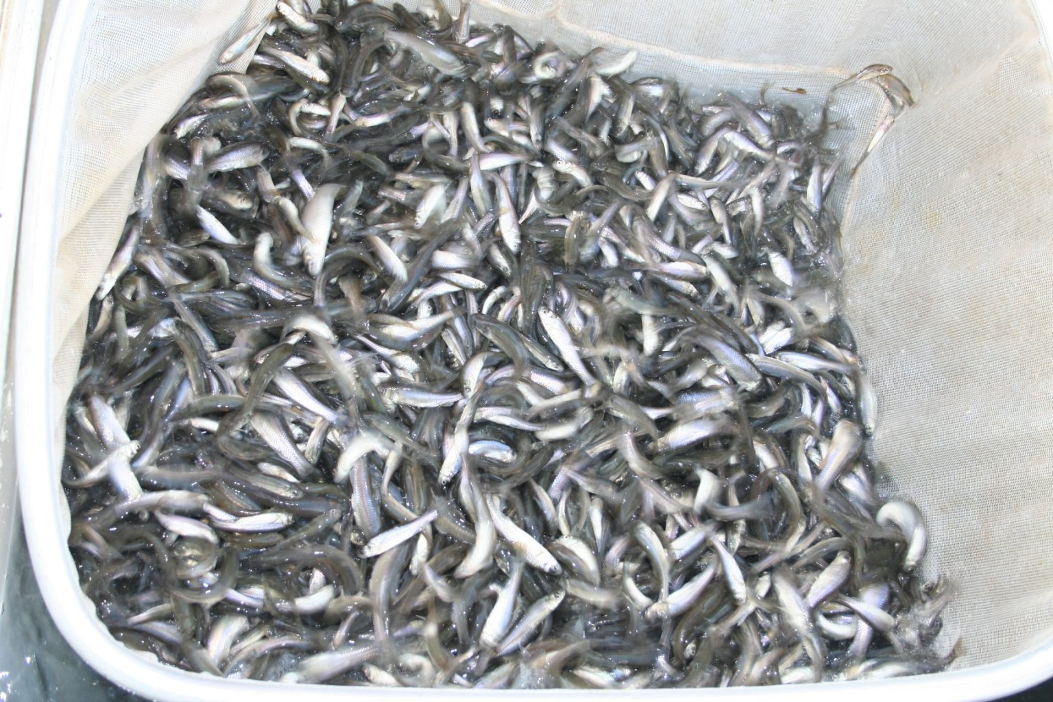 Benefits of Stocking Fathead Minnows in Your Pond