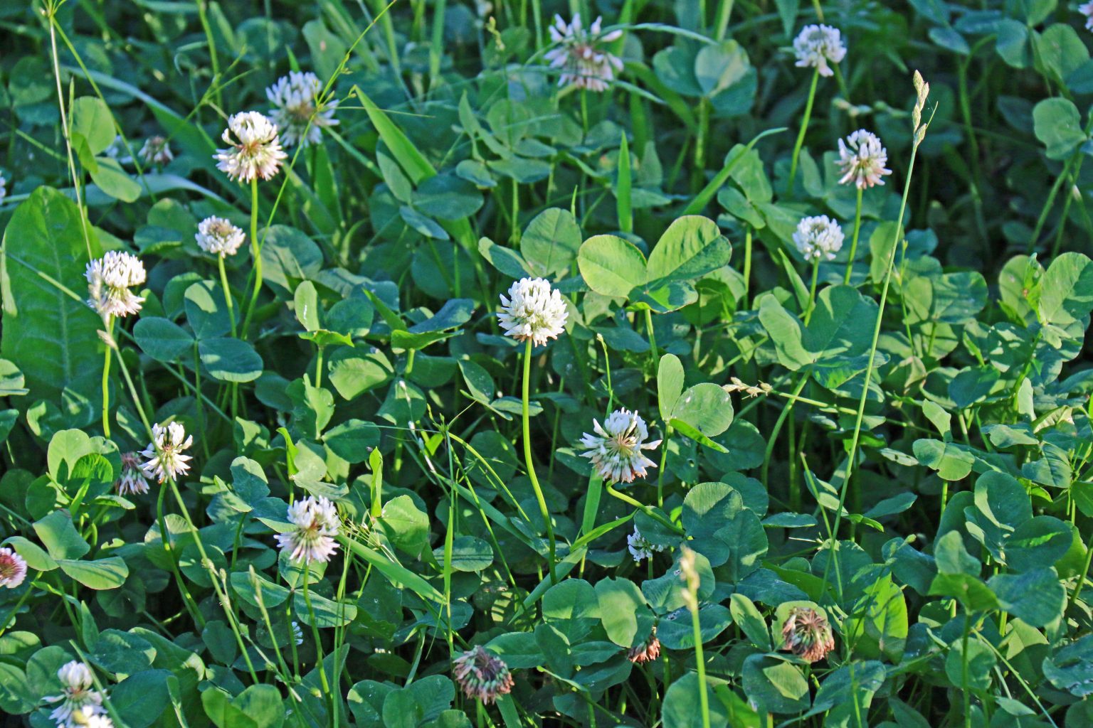 Best Clover for Deer Food Plots | Types, Benefits & Planting Tips