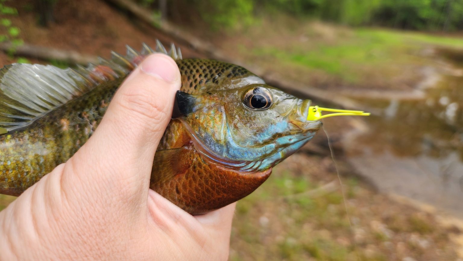 Teach A Kid How To Catch Bluegill