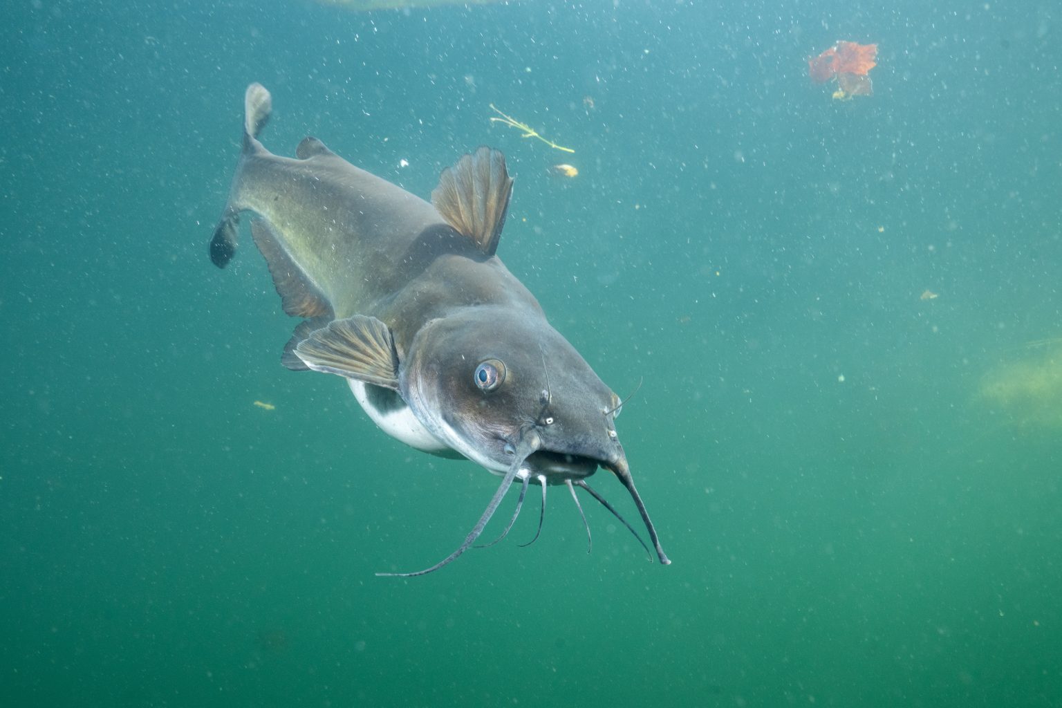 Catfish for Pond Stocking: What You Need to Know Beforehand