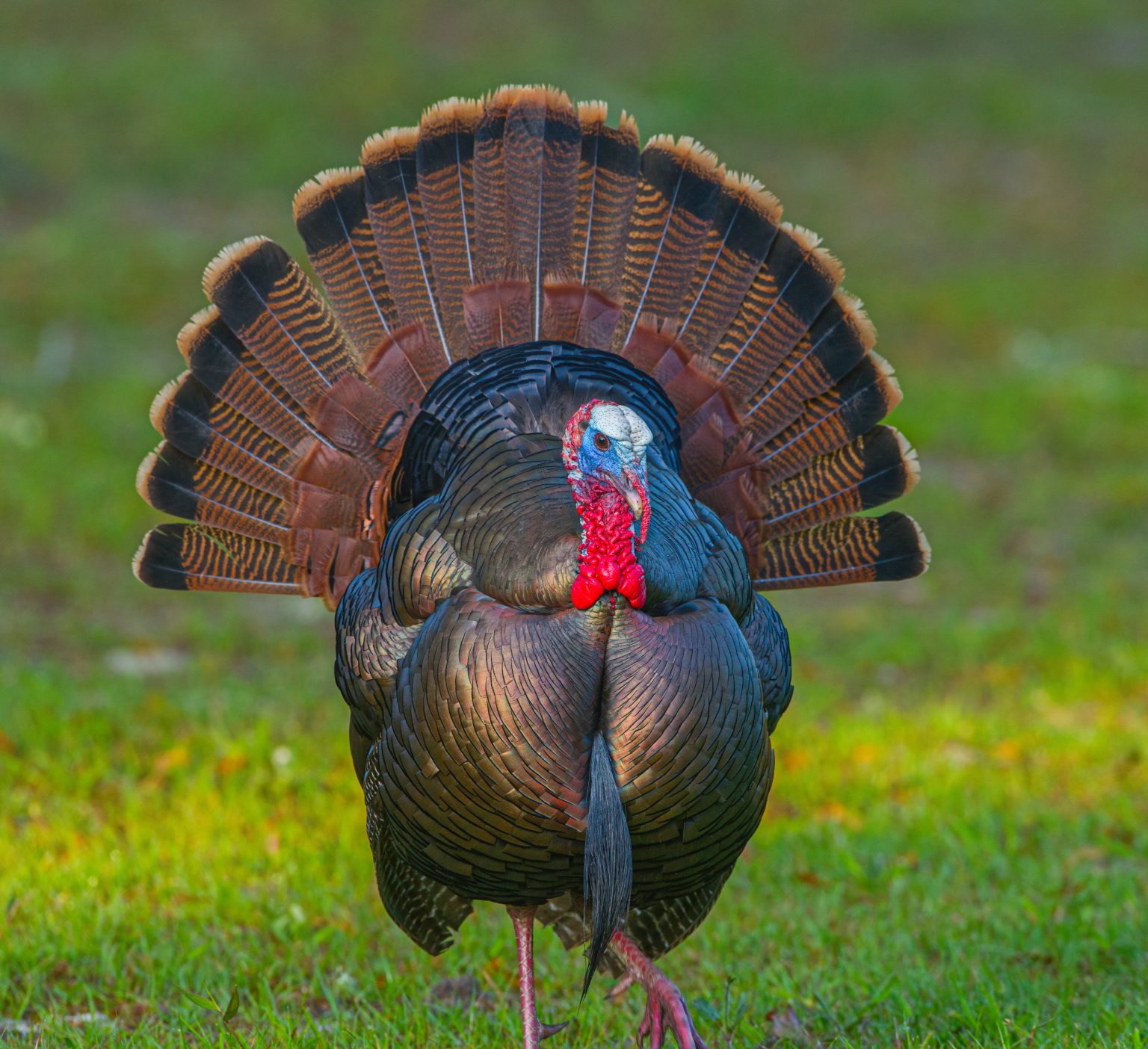 Fundamentals to Bowhunting Turkeys