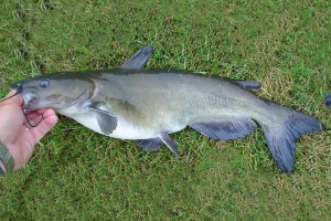 Catfish for Pond Stocking: What You Need to Know Beforehand