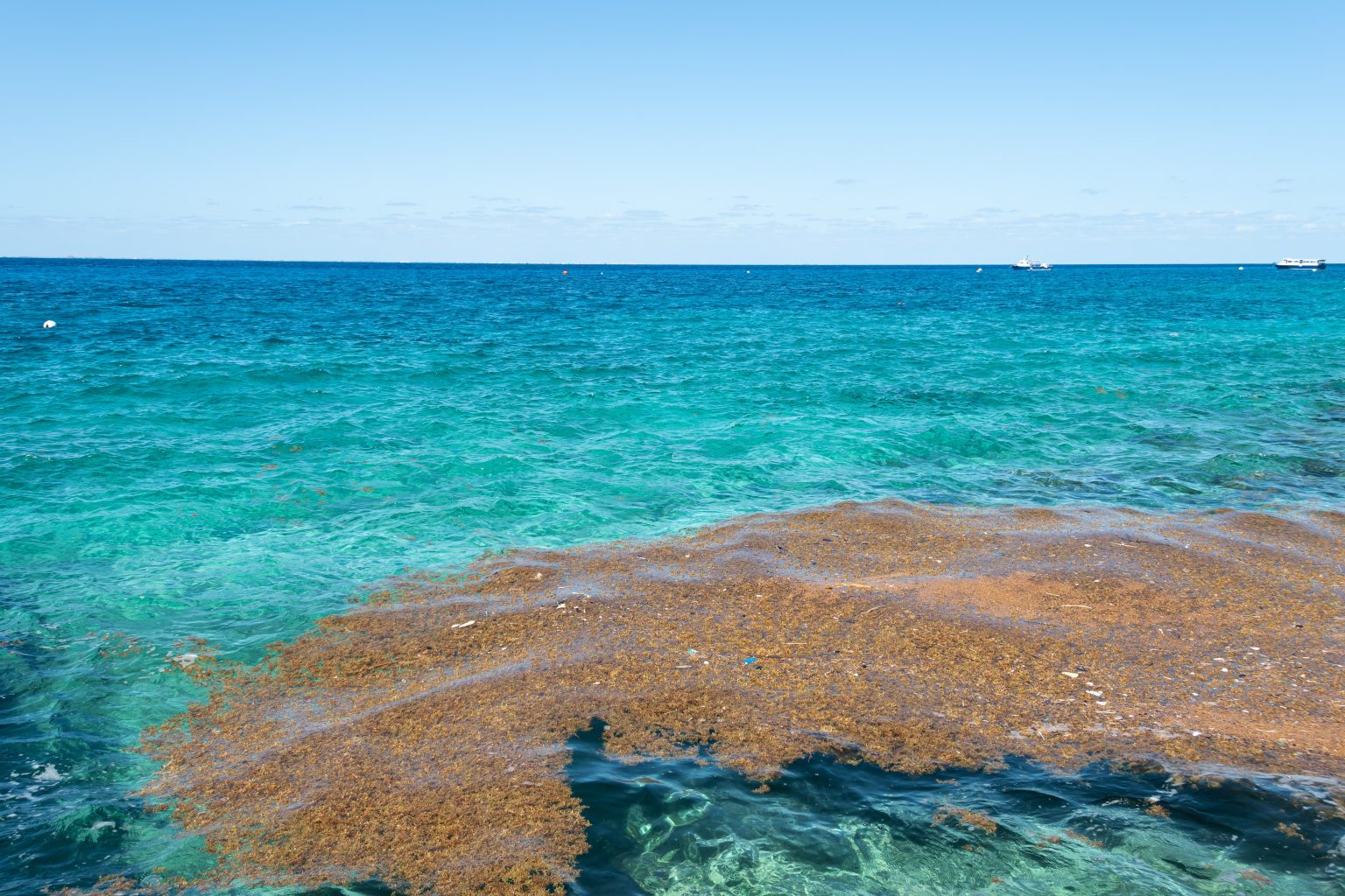 Sargassum Map – How to Track Offshore Fishing Hotspots