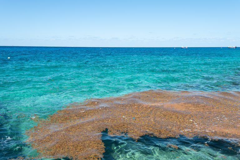 Sargassum Map – How to Track Offshore Fishing Hotspots