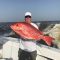 Red Snapper Fishing on the Gulf Coast: Best Rigs, Baits & Tips