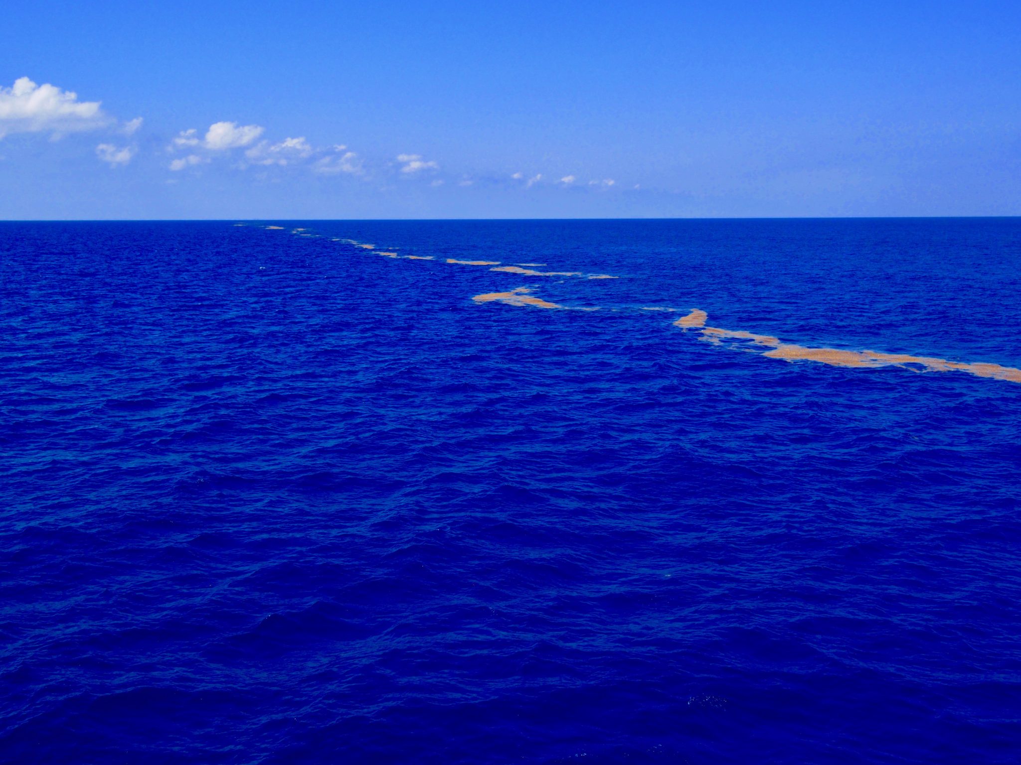 Sargassum Map – How to Track Offshore Fishing Hotspots