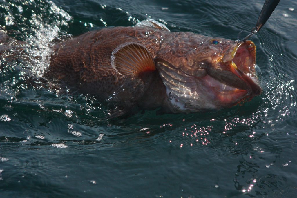 Giant Grouper Fishing Explained