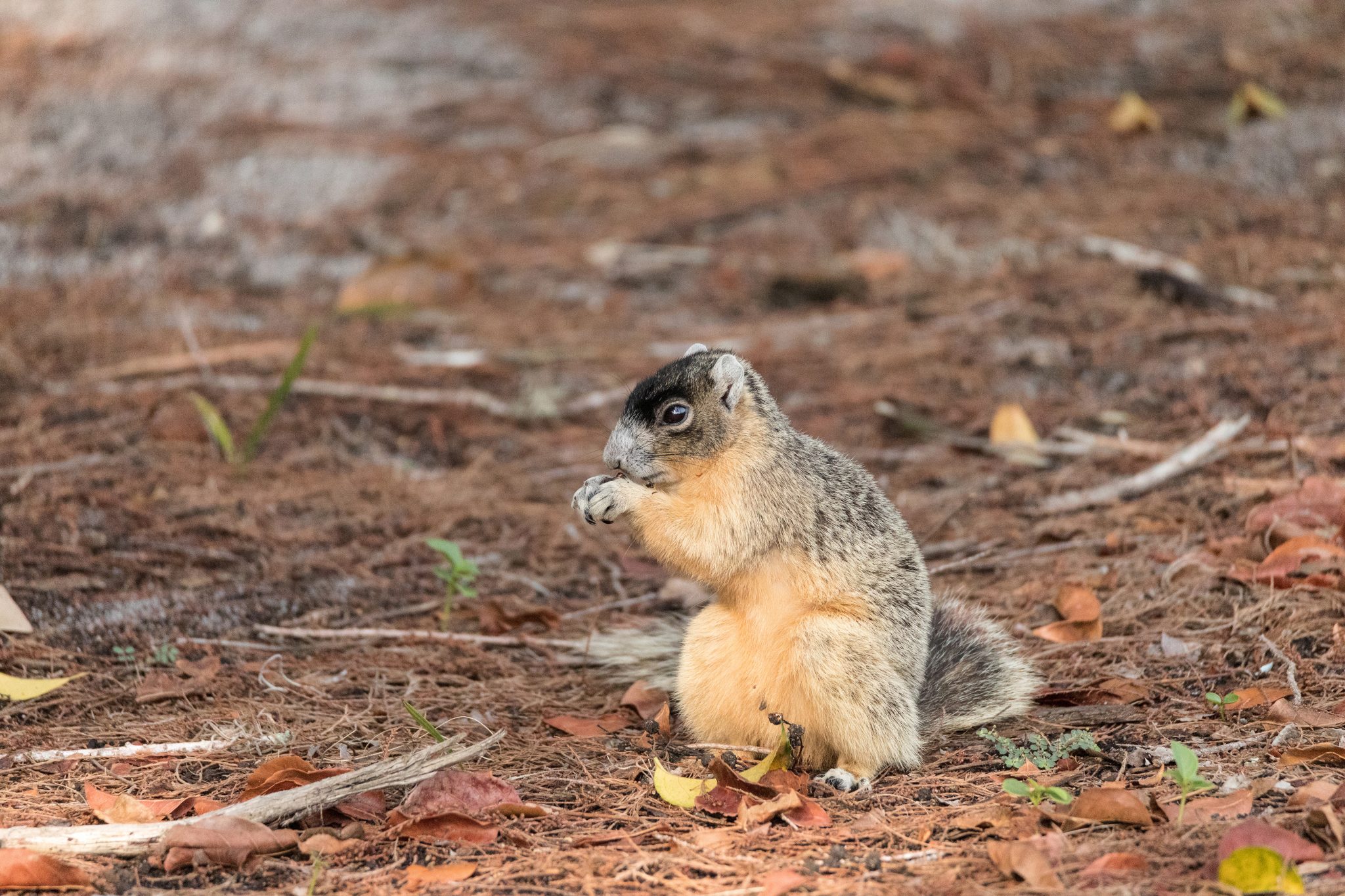 What Happened to the Southern Fox Squirrel