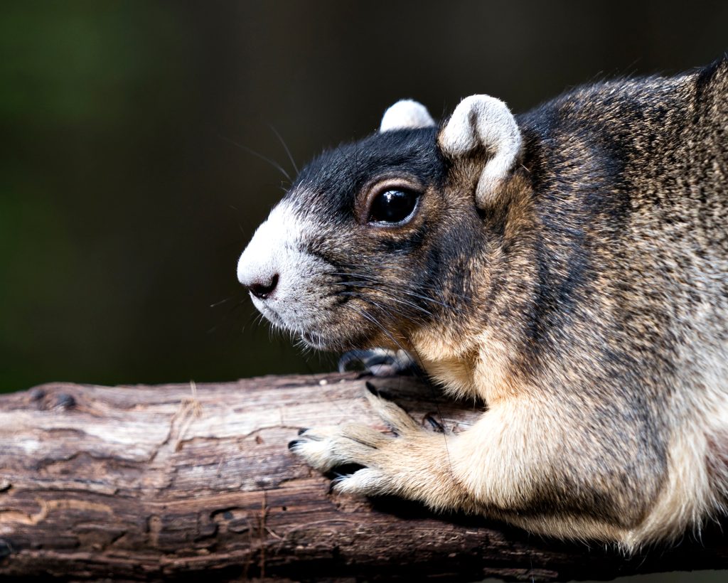 What Happened to the Southern Fox Squirrel