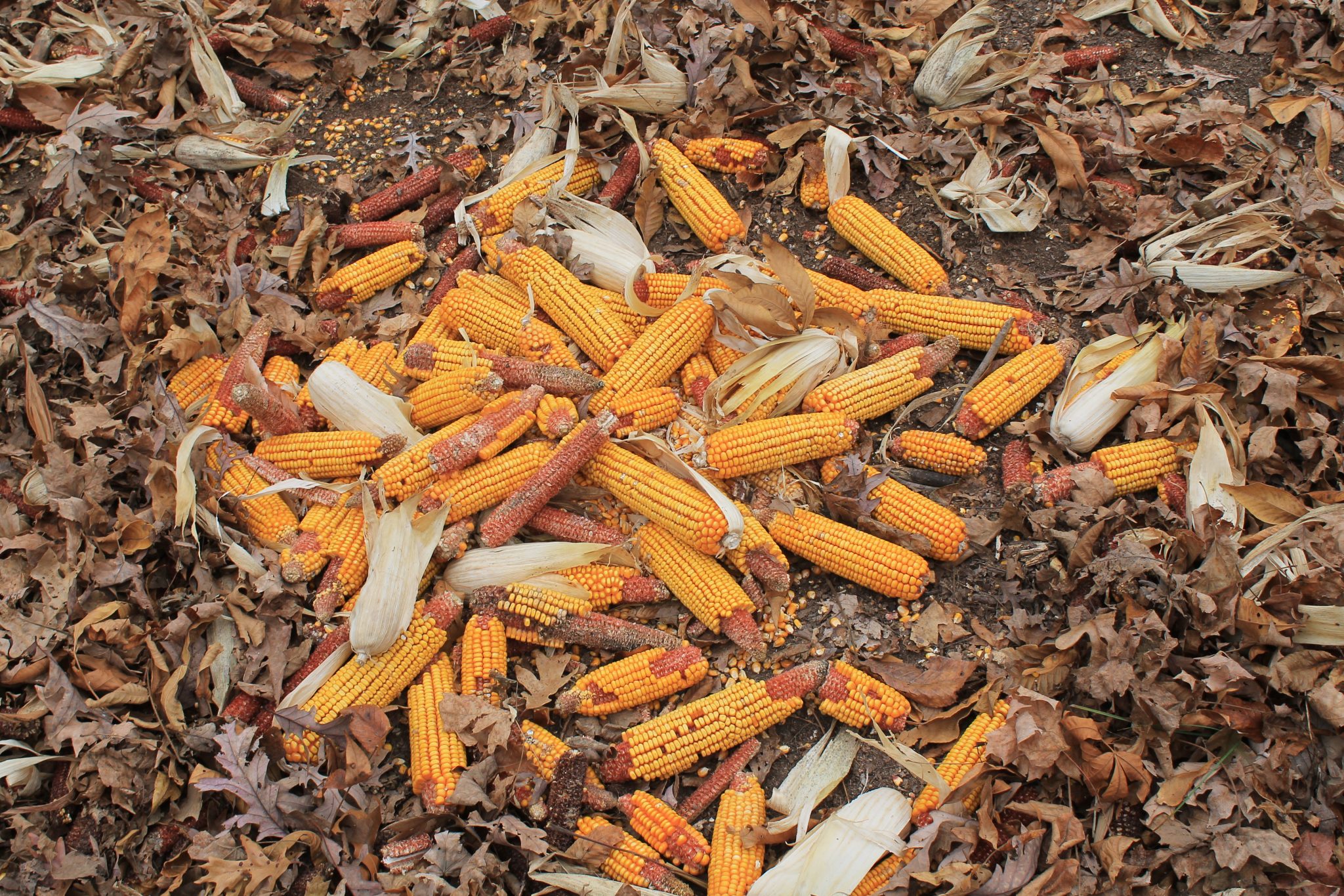 Baiting Deer: Pros and Cons for Wildlife and Hunters