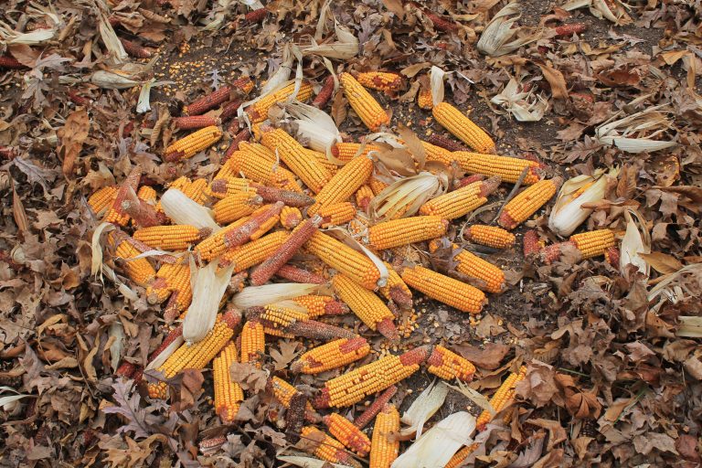 Baiting Deer: Pros and Cons for Wildlife and Hunters