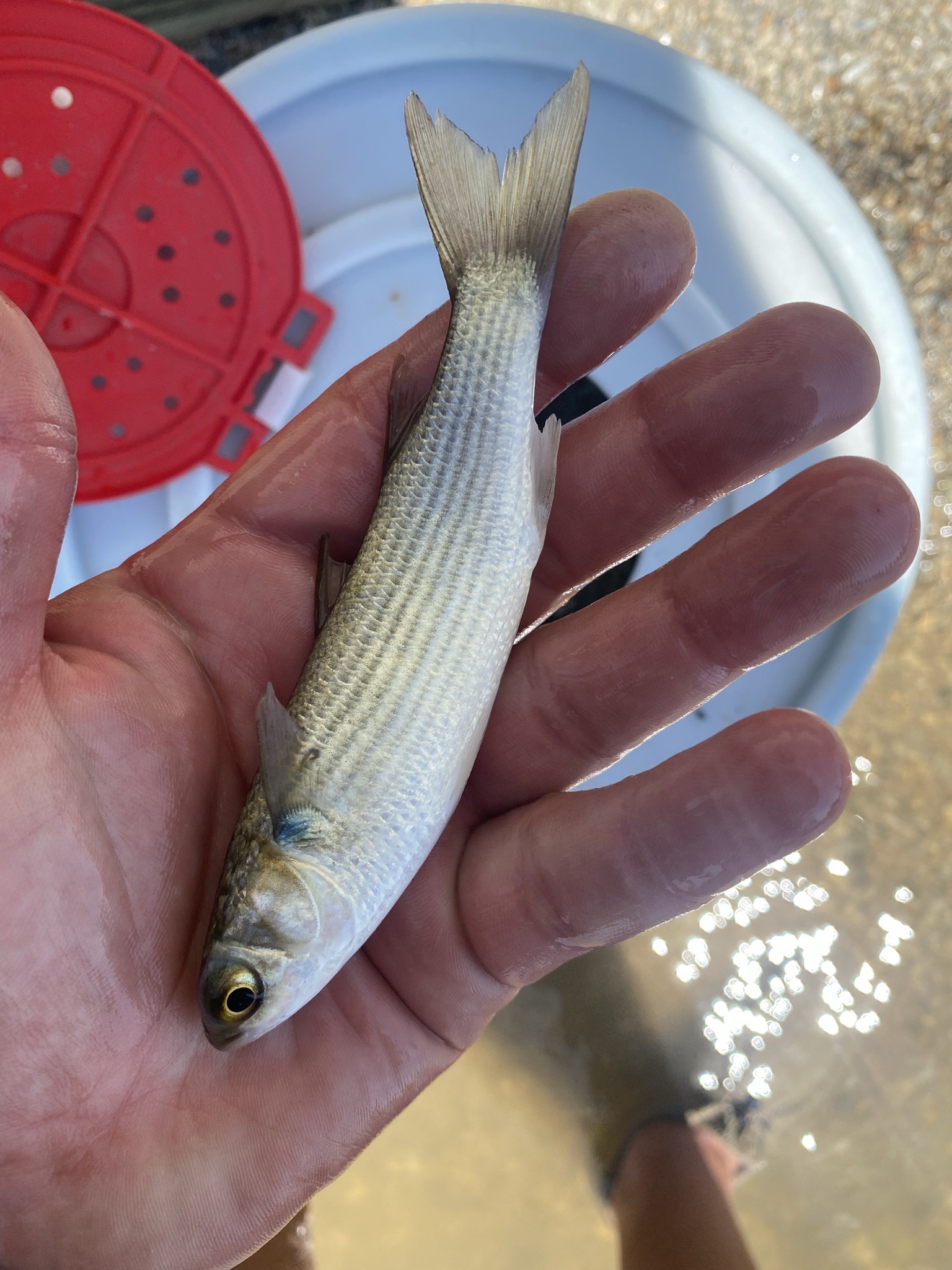 Go Big or Go Home: Building the Ultimate Flounder Rig