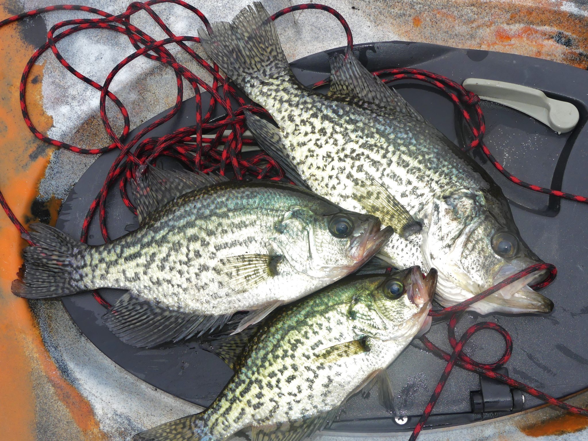 Fall Crappie Fishing Secrets: Cooler Water, Bigger Bites