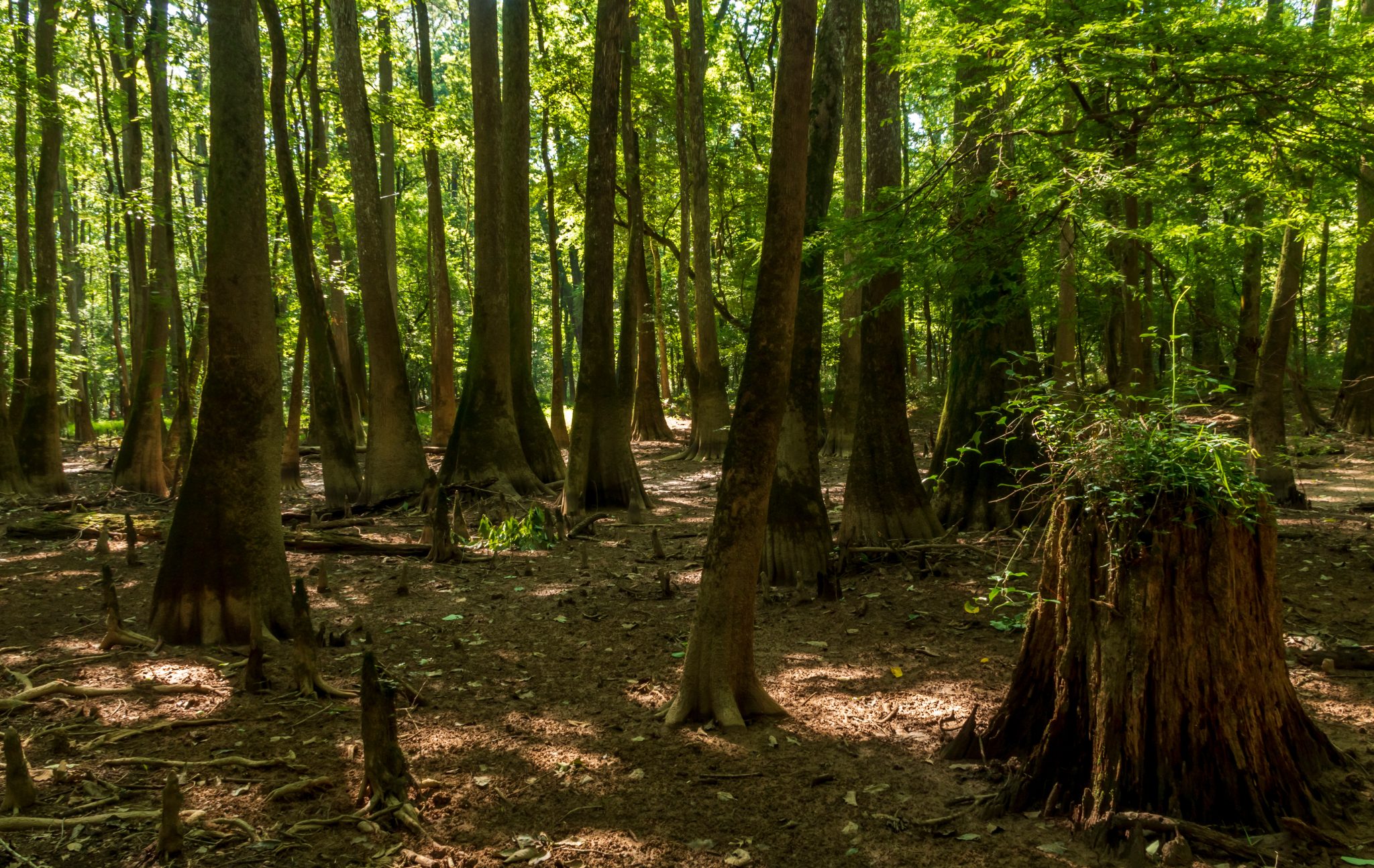 Managing Bottomland Hardwoods for Timber and Wildlife