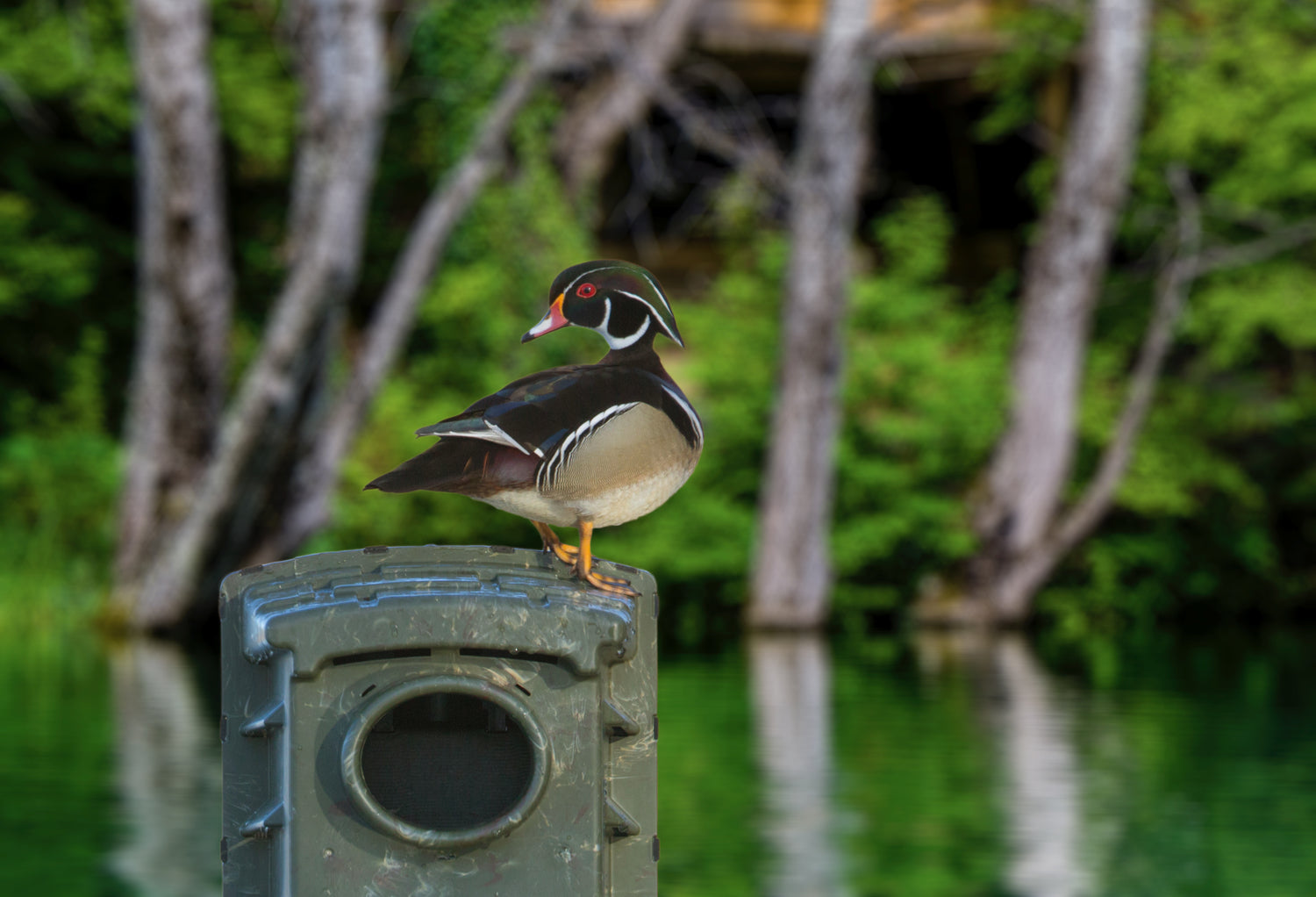 How DuckHut is Changing Wood Duck Conservation