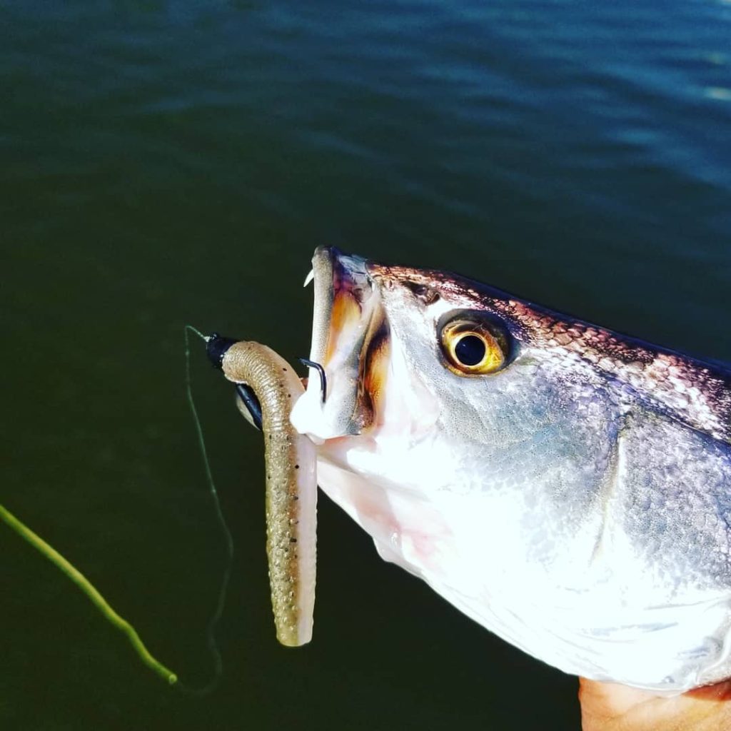 Ned Rig Fishing for Speckled Trout: Tips from Captain Blake Nelson