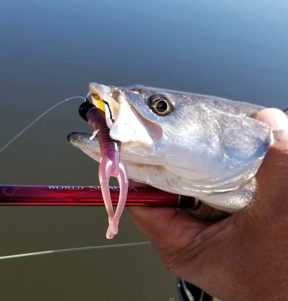 Ned Rig Fishing for Speckled Trout: Tips from Captain Blake Nelson