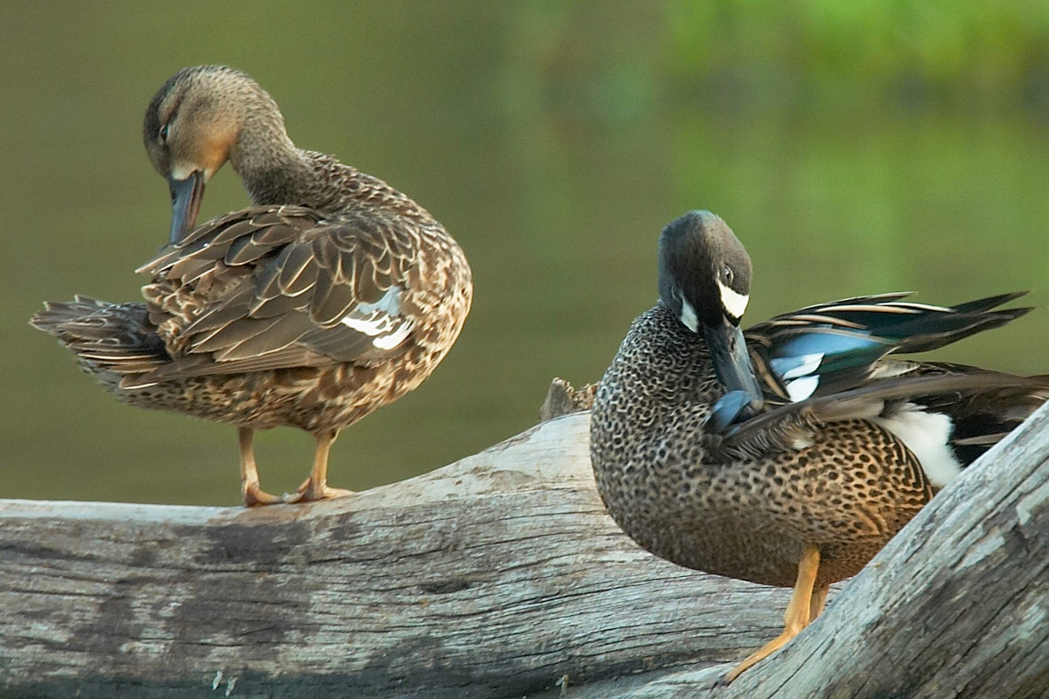 Late Season Duck Hunting Tactics for the Public Land Pounders