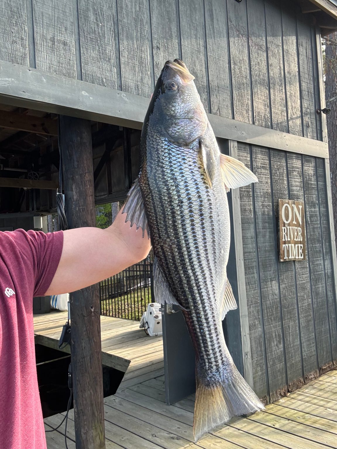 Everything You Need to Know About Gulf Strain Striped Bass