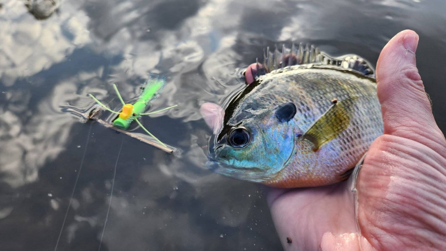 Mobile-Tensaw Delta Fishing Report for February 6 - 12, 2026