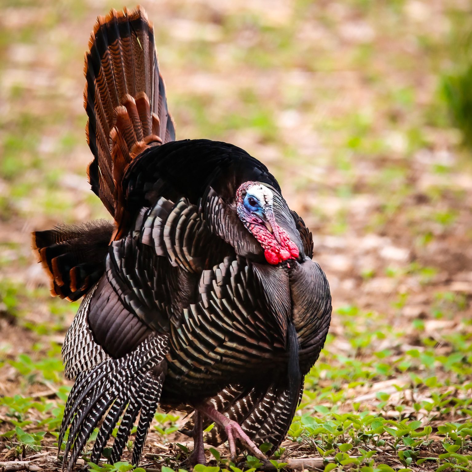 Knowing When to Use a Turkey Gobble Call